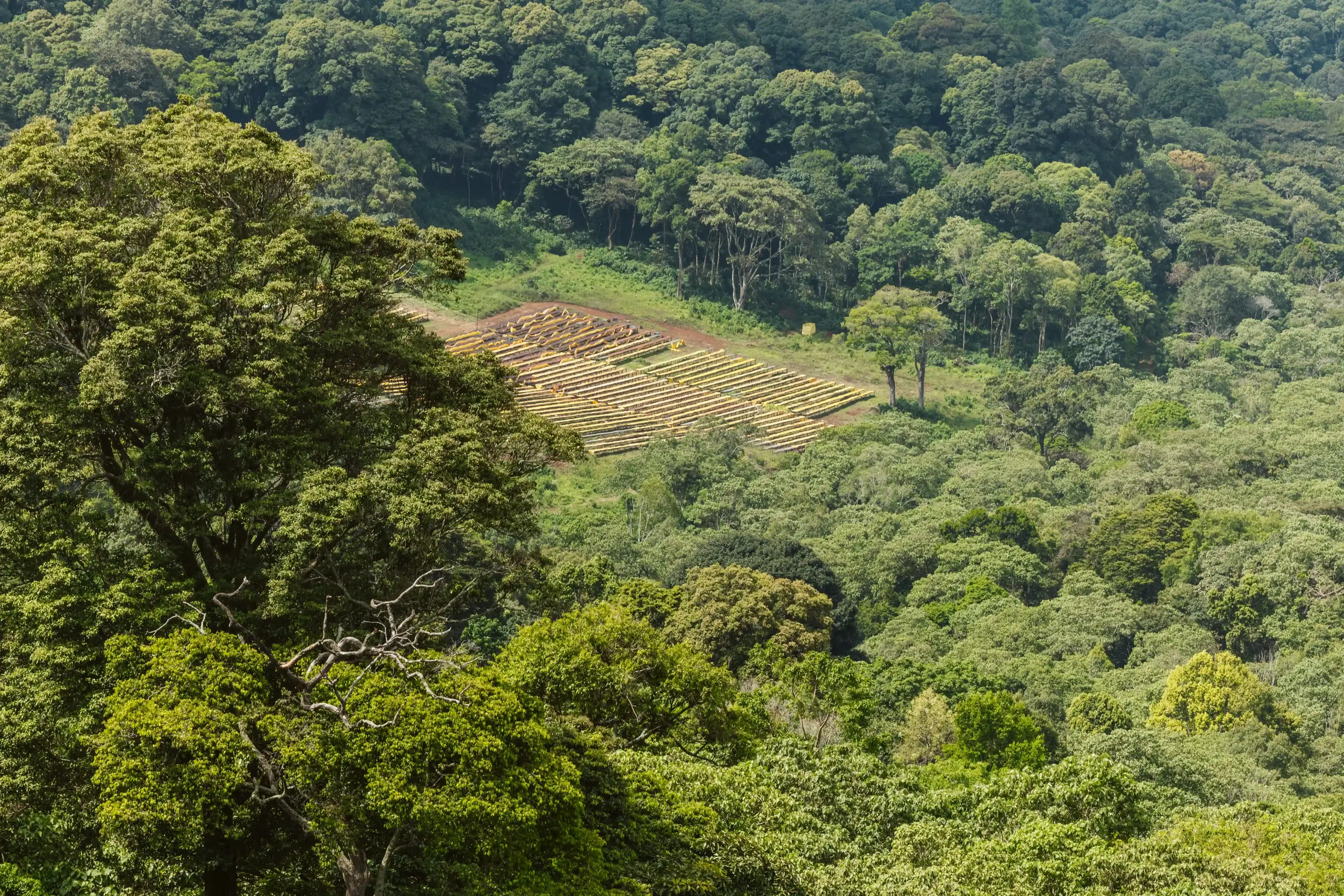 Gori Gesha Plantation