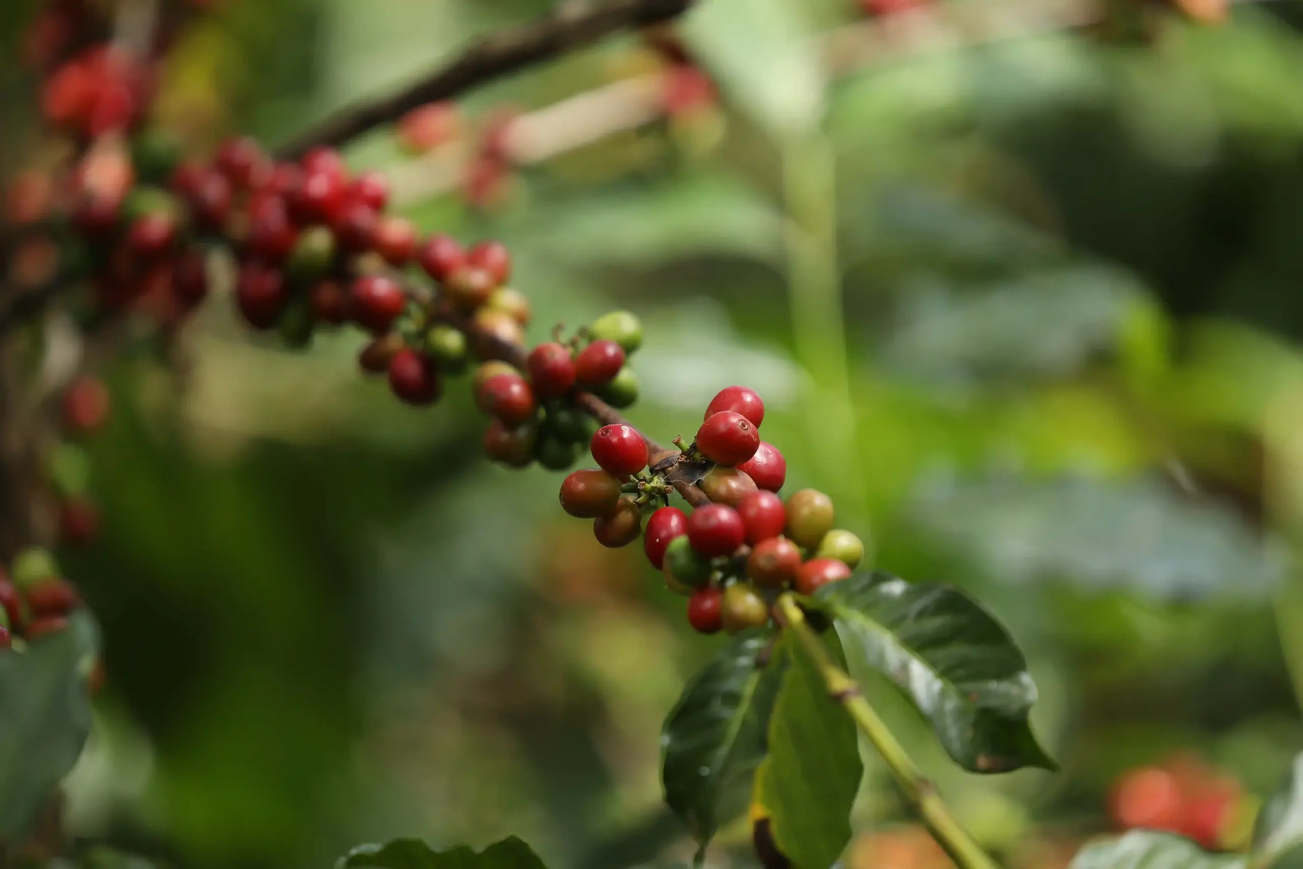 Gori Gesha Plantation