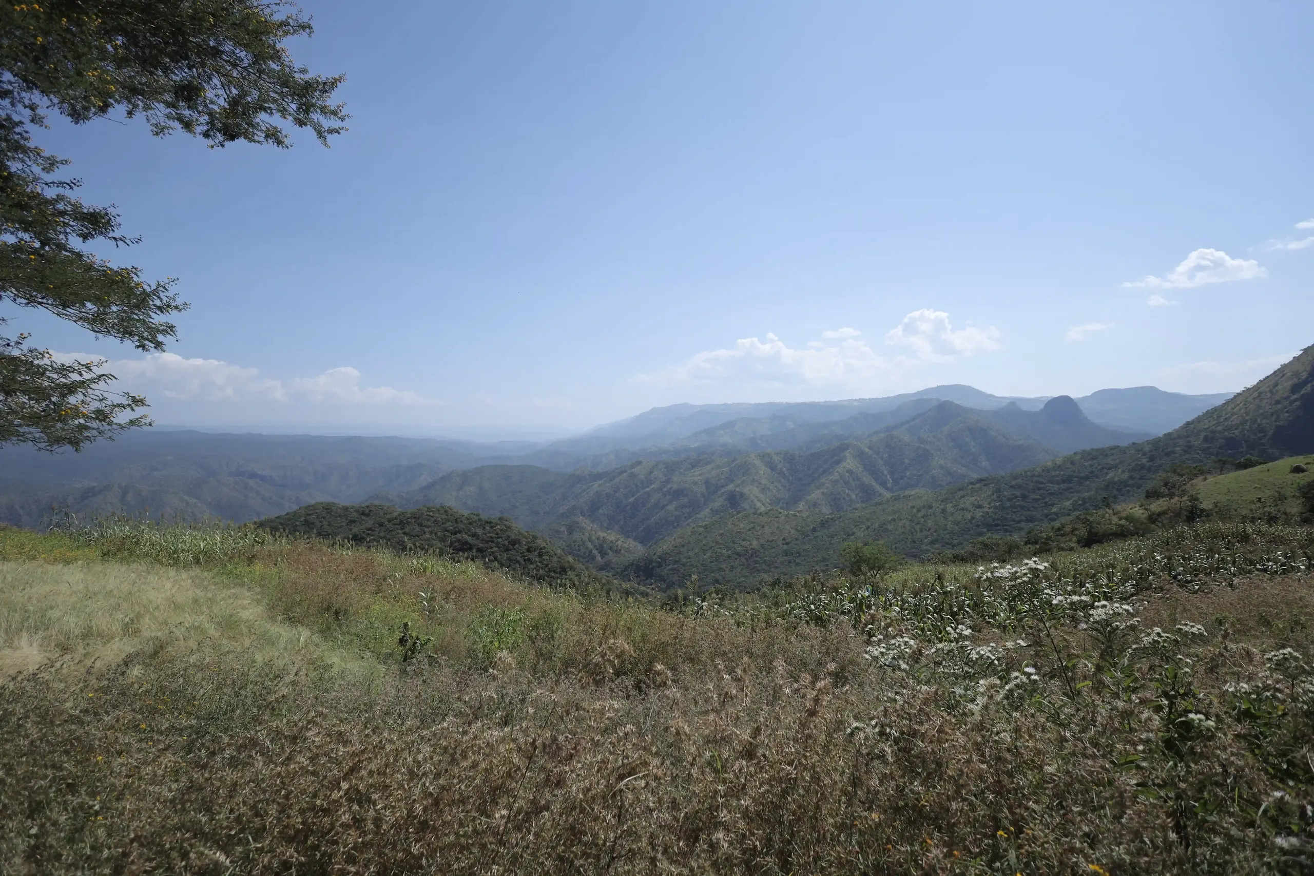 Gori Gesha Plantation