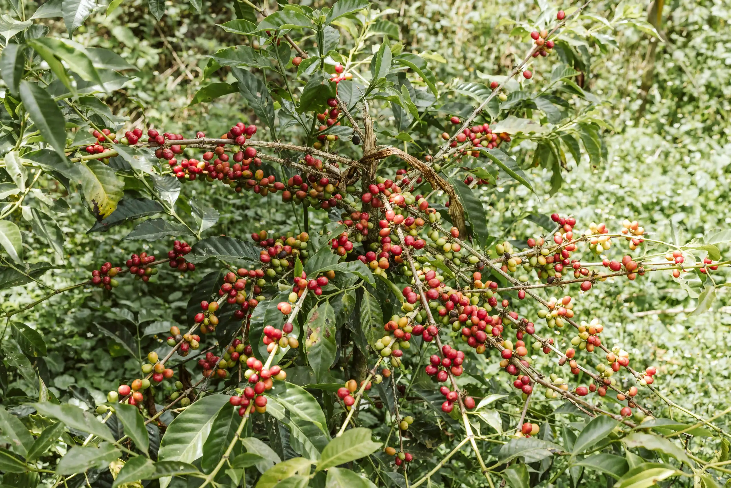 Gori Gesha Plantation