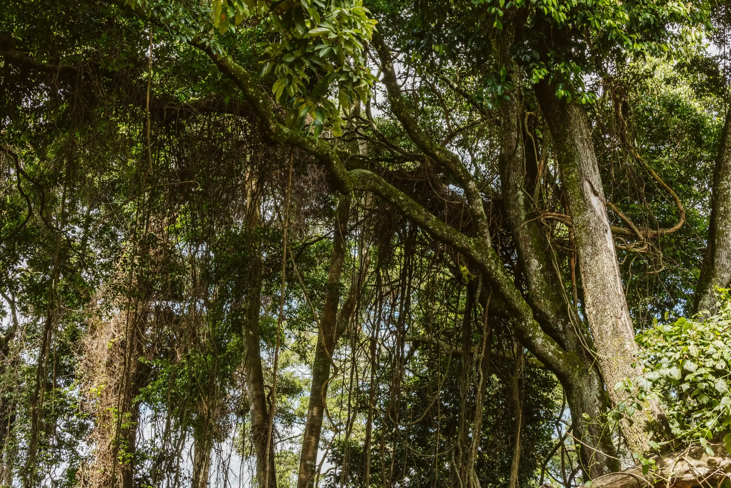 Gori Gesha Plantation