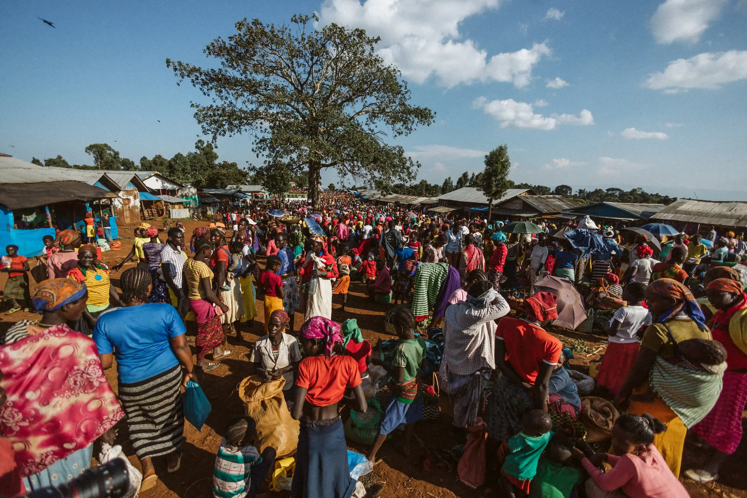 Gori Gesha Plantation